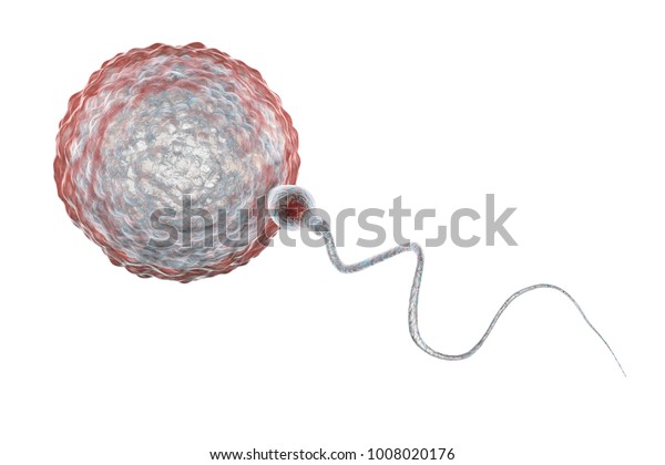 Fertilization Human Egg Cell By Sperm Stock Illustration 1008020176 ...