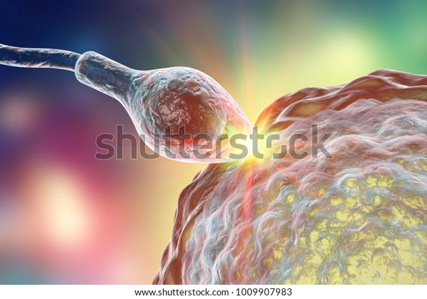 Fertilization Human Egg Cell By Sperm Stock Illustration 1009907983