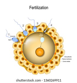 Fertilization Process 1 Sperm Contacts Surface Stock Illustration ...