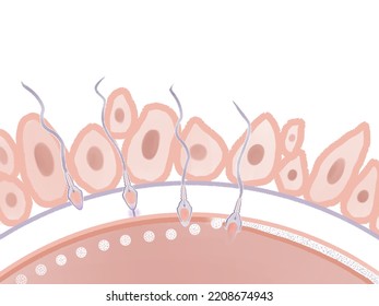 Fertilization Process Human Body Stock Illustration 2208674943 ...