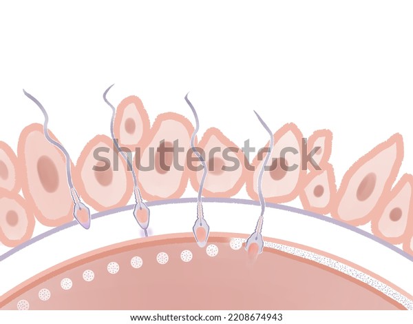 Fertilization Process Human Body Stock Illustration 2208674943 ...