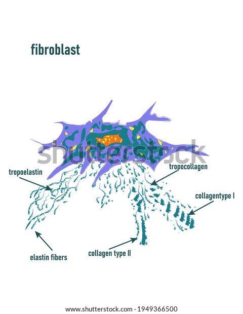 Fibroblast Dermis Cell Structure Fibroblast Celldetailed: ภาพประกอบ ...