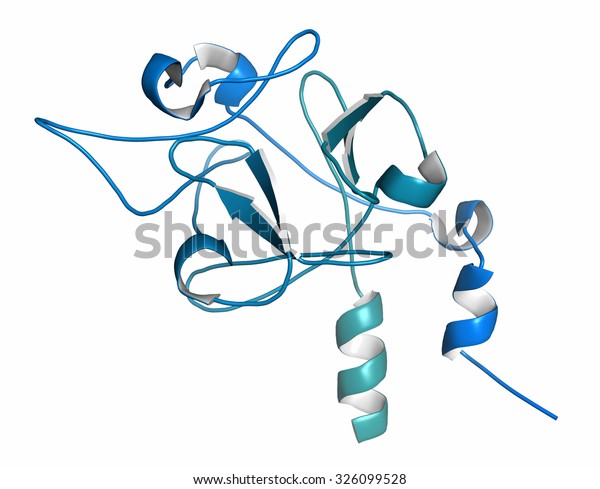 Fibroblast Growth Factor 9 Fgf9 Gliaactivating Stock Illustration ...
