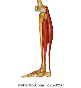 Fibula Tibia Muscles Stock Illustration 288260237 | Shutterstock