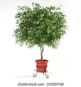 Ficus Benjamina 3d Render Stock Illustration 233203768 | Shutterstock