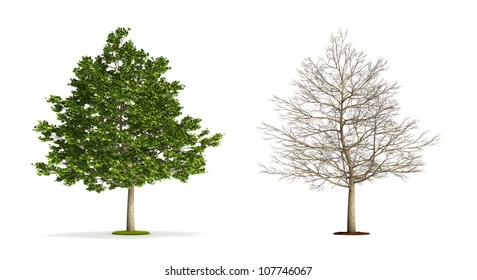 Field Maple Tree High Resolution Image Stock Illustration 107746067 ...