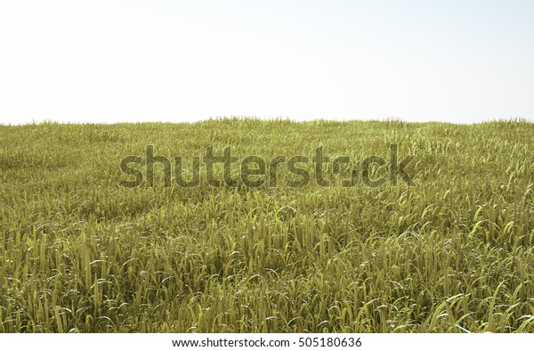 Field Soft Grass Perspective View 3d Stock Illustration 505180636
