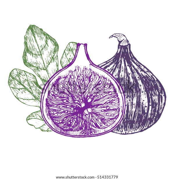 Fig Fruit Leaf Hand Draw Sketch Stock Illustration 514331779 | Shutterstock
