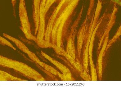 Fire Zebra Backdrop Pattern African Fur Stock Illustration 1572011248 ...