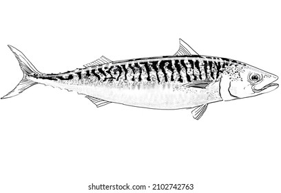 5,280 Mackerel Pattern Images, Stock Photos & Vectors | Shutterstock