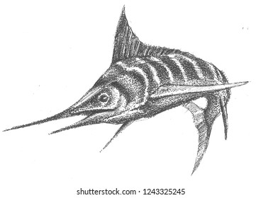 Fish Marlin Drawing Stock Illustration 1243325245 | Shutterstock