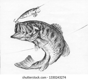 Bass Fish Drawing In Pencil