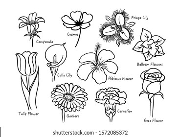 Set Wildflowers Latin Names Hand Drawing Stock Vector (Royalty Free ...