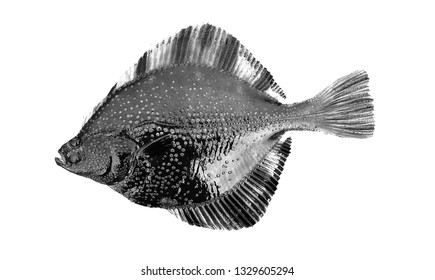 229 Star flounder Images, Stock Photos & Vectors | Shutterstock