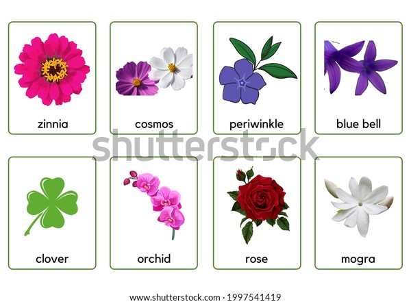 Flower Flash Cards Projects V2 Stock Illustration 1997541419 | Shutterstock