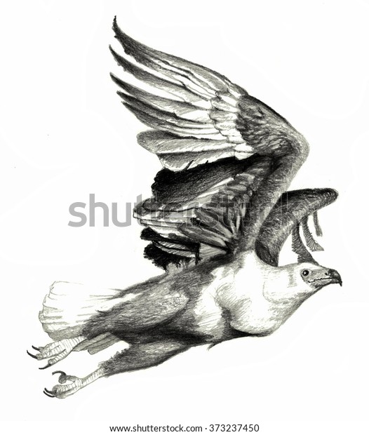 Flying Eagle Pencil Drawing On White: ภาพประกอบสต็อก 373237450 ...