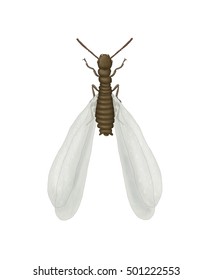 210 Flying termite Stock Illustrations, Images & Vectors | Shutterstock