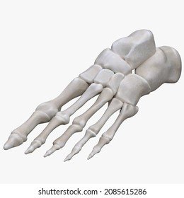 635 Orthopedic 3d Model Images, Stock Photos & Vectors | Shutterstock