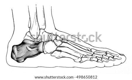 Foot Side View Drawing Normal Human Stock Illustration 498650812 ...
