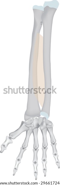 Forearm Hand Bones Anatomy: ilustración de stock 296617244 | Shutterstock