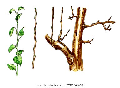 Formation Young Tree Trunk Stock Illustration 228164263 | Shutterstock