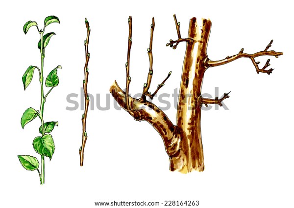 Formation Young Tree Trunk Stock Illustration 228164263 | Shutterstock