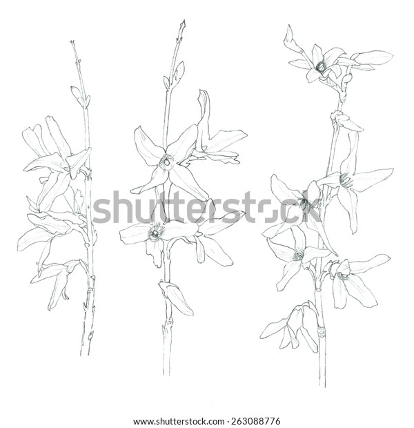 Forsythia Drawing Twigs Stock Illustration 263088776