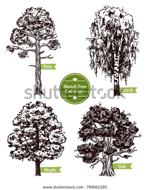 Four Various Deciduous Sketch Trees Set 스톡 일러스트 784062283 | Shutterstock