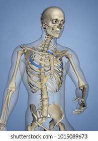 First Rib Rib Cage 3d Model: стоковая иллюстрация, 719627914 | Shutterstock