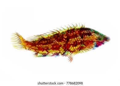 Fractal Fish Generalization Natural Objects Unusual Stock Illustration ...