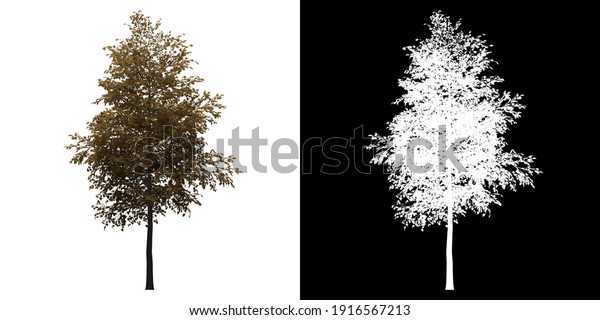 Front View Field Maple Tree Png Stock Illustration 1916567213 ...