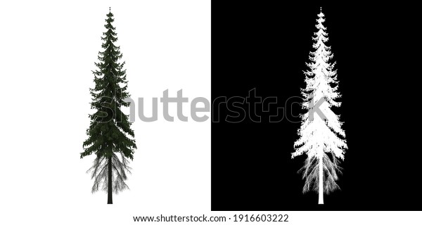 Front View Picea Abies Tree Png Stock Illustration 1916603222