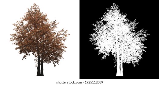 Front View Sugar Maple Tree Png Stock Illustration 1925112089 ...