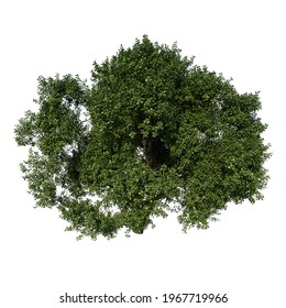 Front View Tree Adolescent Common Oak Stock Illustration 1967719966 ...