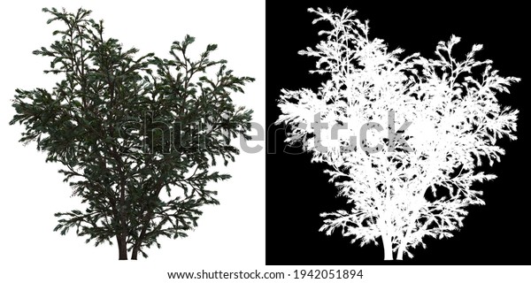 Front View Tree Boulevard Cypress Png Stock Illustration 1942051894 ...
