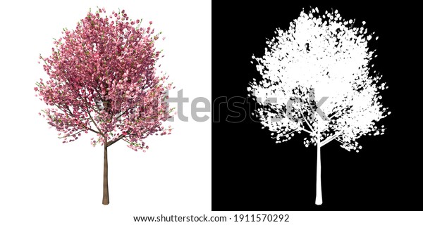 Front View Tree Cherry Tree Plant Stock Illustration 1911570292 ...