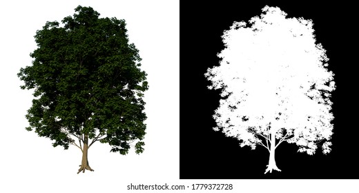 Front View Tree Common Maple 3 Stock Illustration 1779372728 | Shutterstock