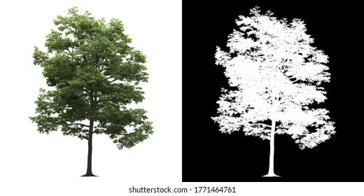 Front View Tree Generic Png Alpha 库存插图 1771464761 | Shutterstock