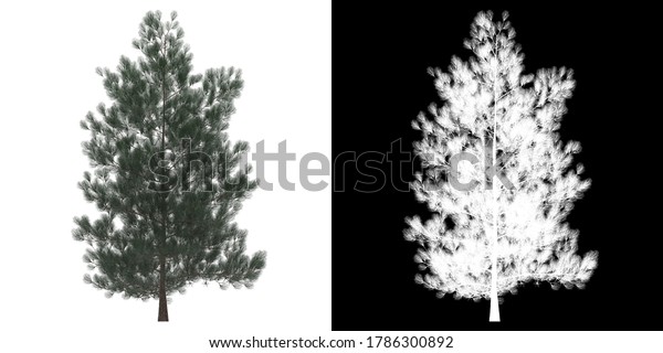 Front View Tree Generic Png Alpha 库存插图 1786300892 | Shutterstock