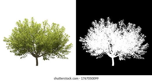 3d Rendering Magnolia Grandiflora Stock Illustration 454710454