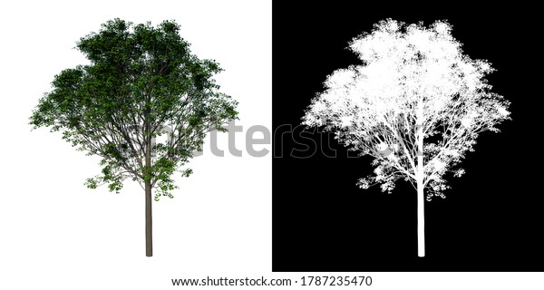 Front View Tree Real Maple 2 Stock Illustration 1787235470 | Shutterstock
