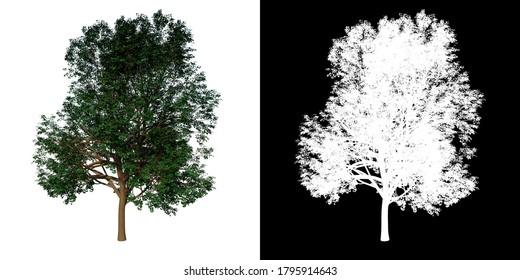 Front View Tree Generic Png Alpha Stock Illustration 1771464761