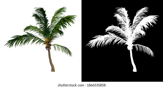 Front View Tree Young Coconut Tree Stock Illustration 1866535834 ...