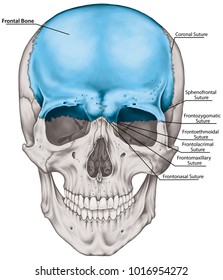 Frontozygomatic Images, Stock Photos & Vectors | Shutterstock