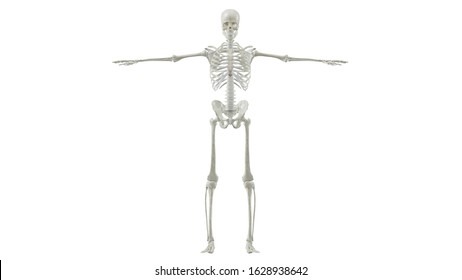 Full Complete Human Skeleton Front View Stock Illustration 1628938642 ...