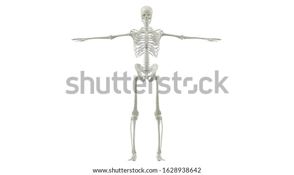 Full Complete Human Skeleton Front View 库存插图 1628938642 | Shutterstock