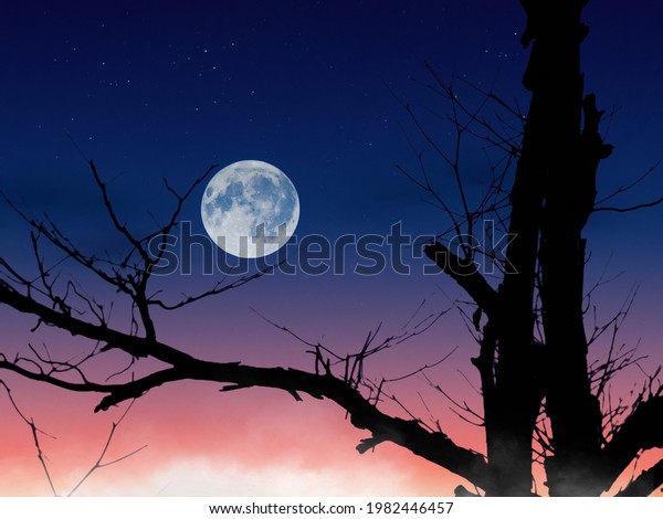 Full Moon Dead Trees Stock Illustration 1982446457 | Shutterstock
