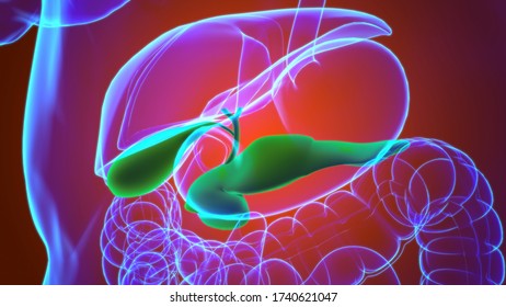 Gall Bladder Human Digestive System Anatomy Stock Illustration ...