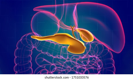 Gall Bladder Human Digestive System Anatomy Stock Illustration ...