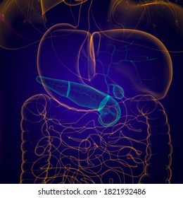 Gall Bladder Human Digestive System Anatomy Stock Illustration ...